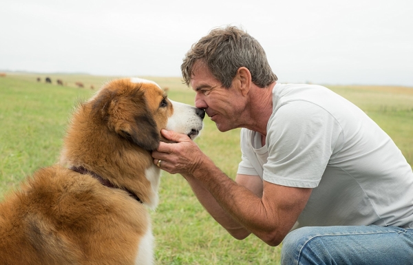 Ο Καλυτερος Φιλος Μου Array - A Dog's Purpose(dvd) - Παιδικο (DVD.10356)